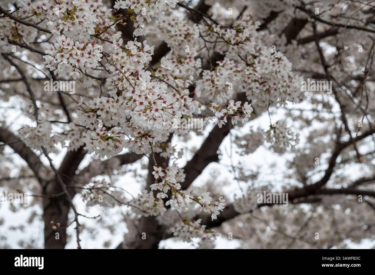 Crabtree blossoms during spring time in the Astoria neighborhood on ...