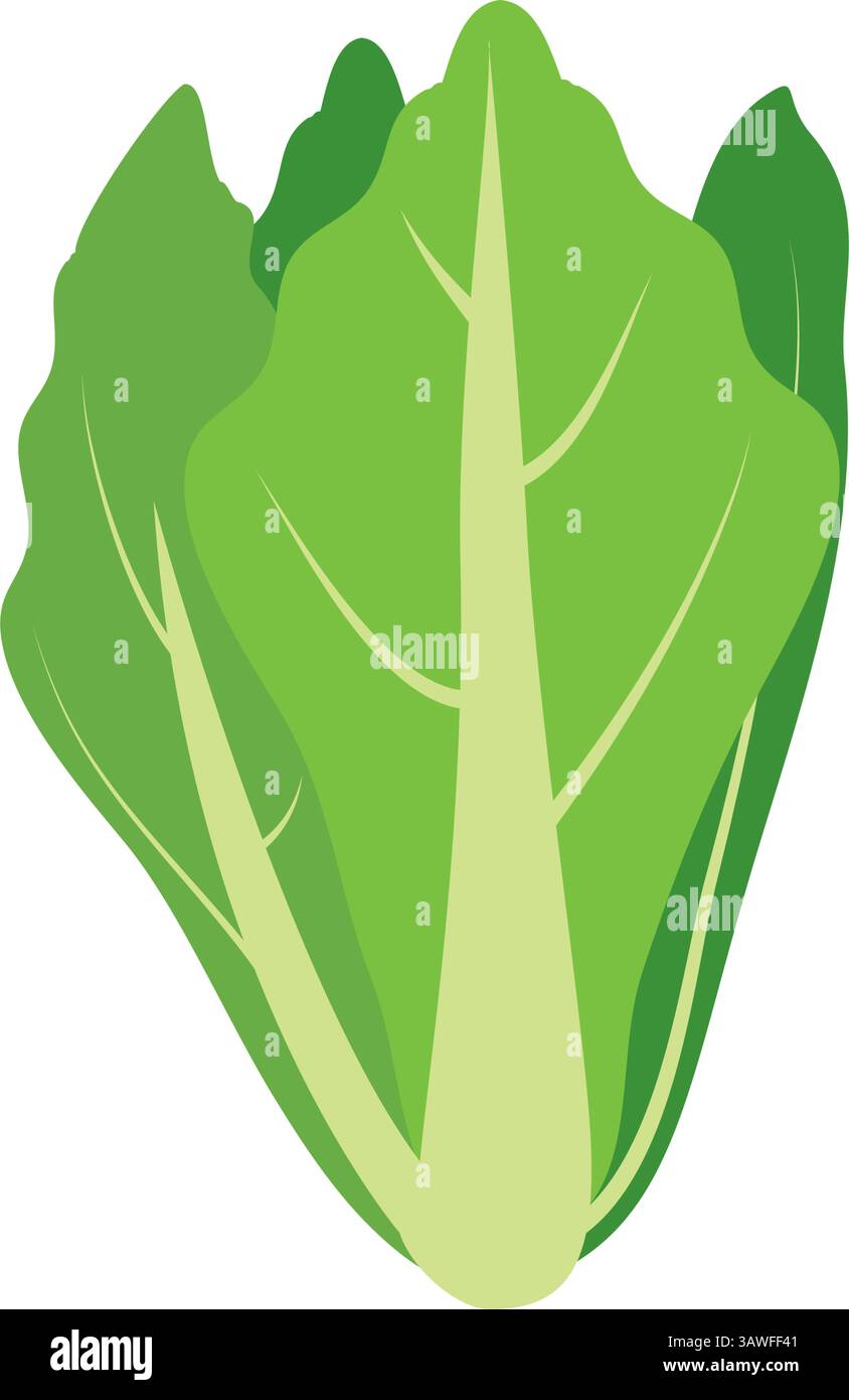 Green white cabbage iceberg Stock Vector Images - Alamy