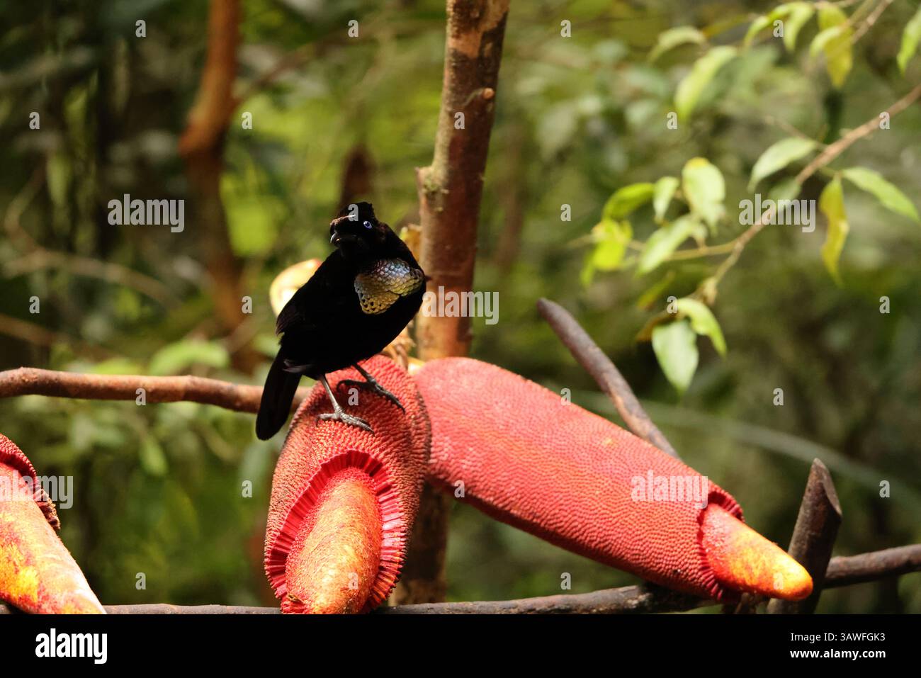 Vogelkop lophorina (Lophorina superba), formerly part of the superb ...