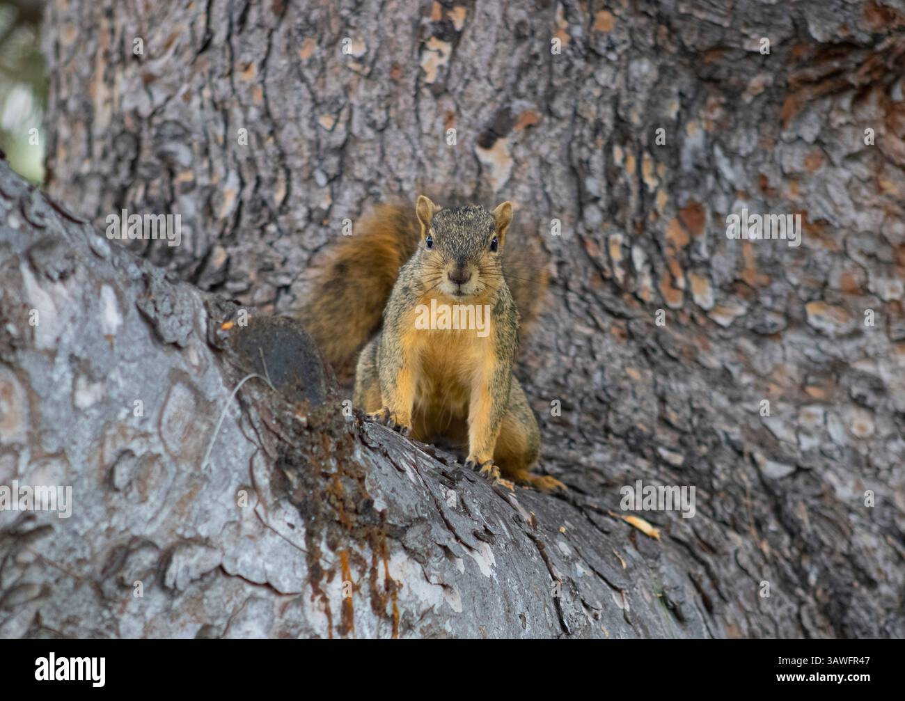 Closeup squirrel in forest hi-res stock photography and images - Alamy