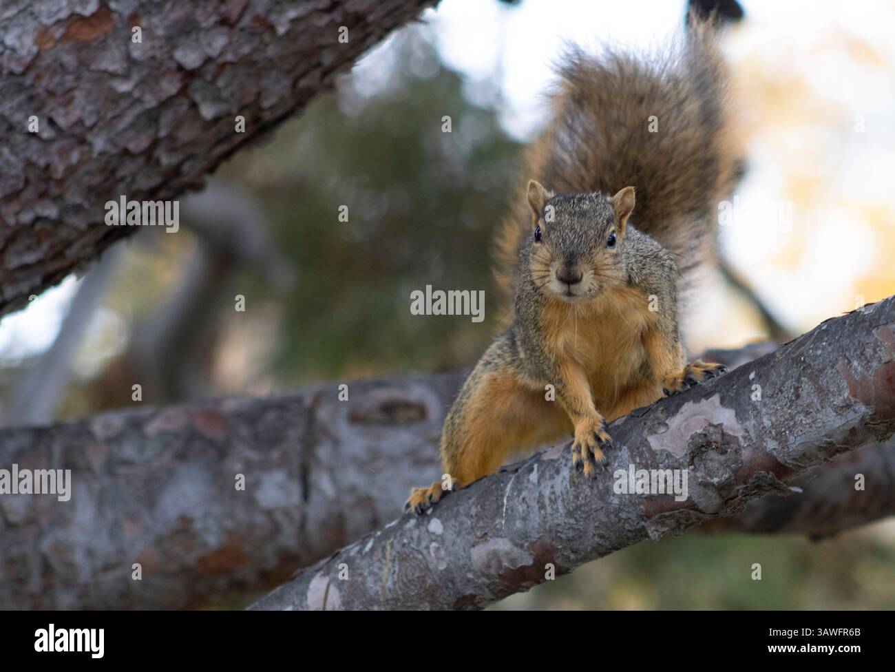 Squirrel in closeup hi-res stock photography and images - Alamy