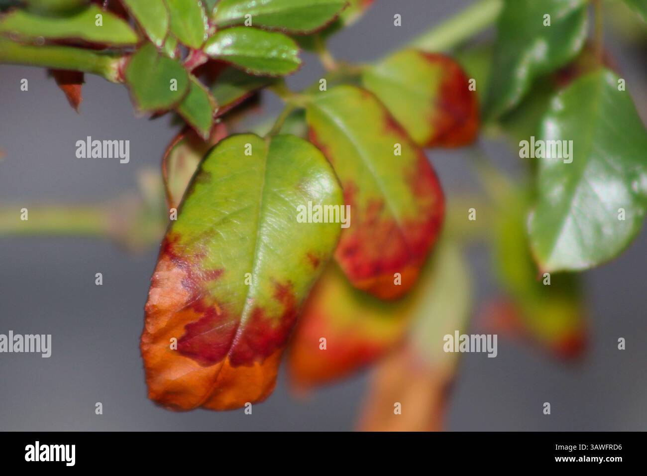 green leaves with red tips Stock Photo - Alamy