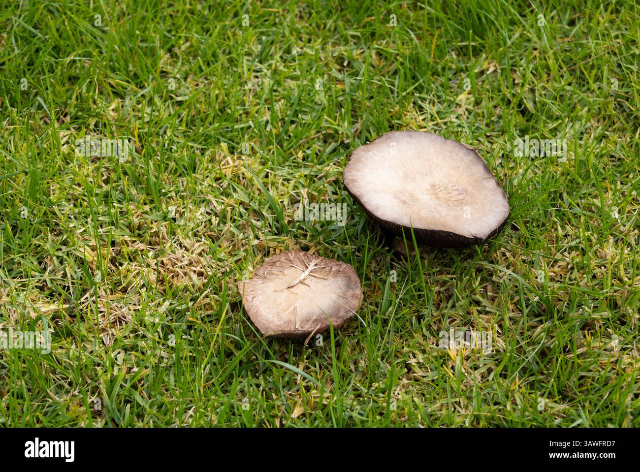 Brown cluster of fungi hi-res stock photography and images - Alamy