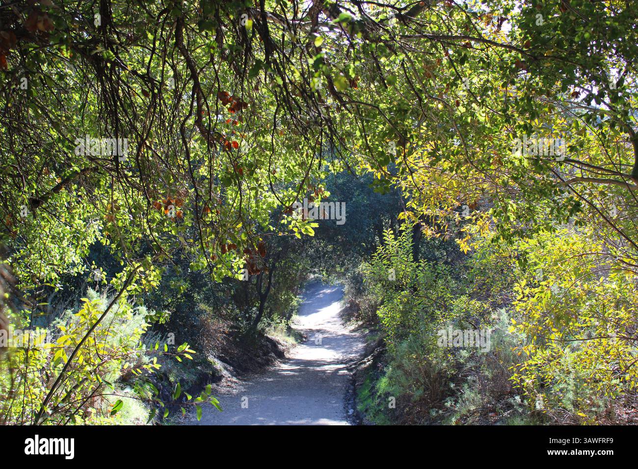 Tree lined path winding hi-res stock photography and images - Alamy