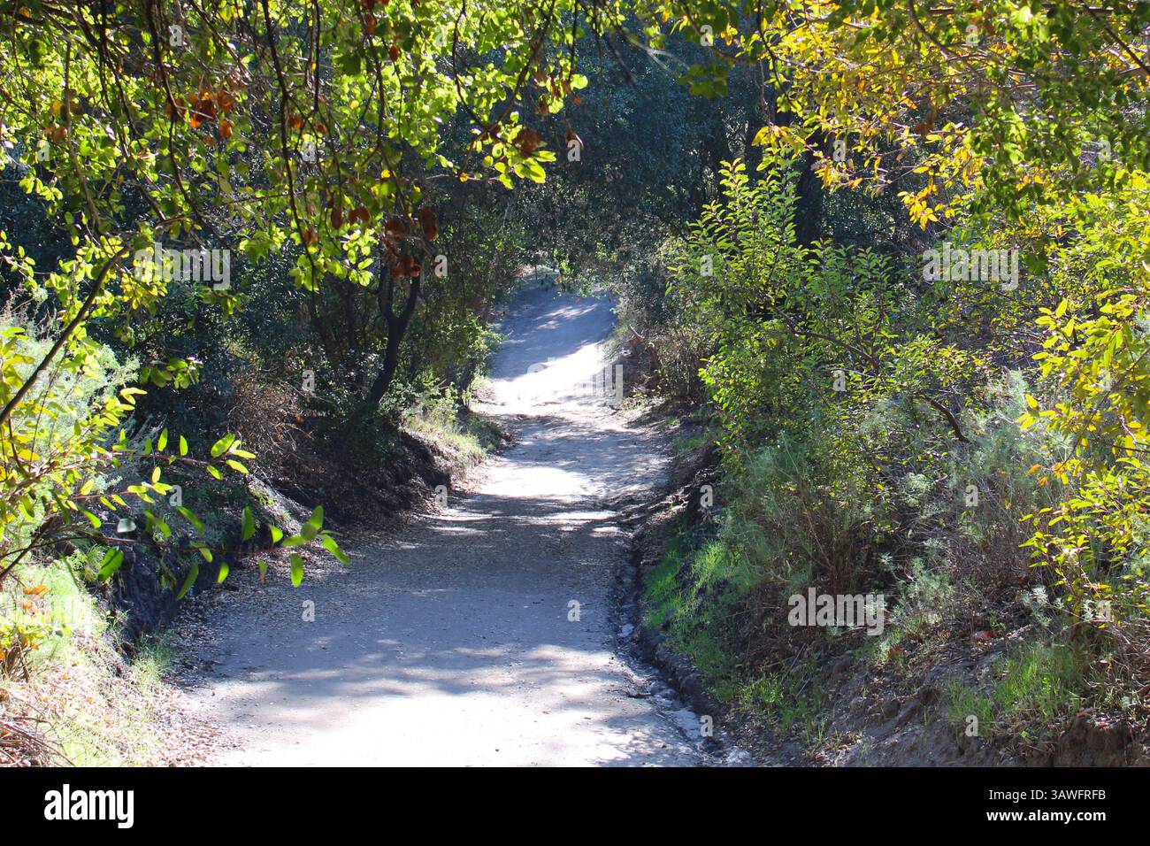 Walking along quiet tree lined hi-res stock photography and images - Alamy