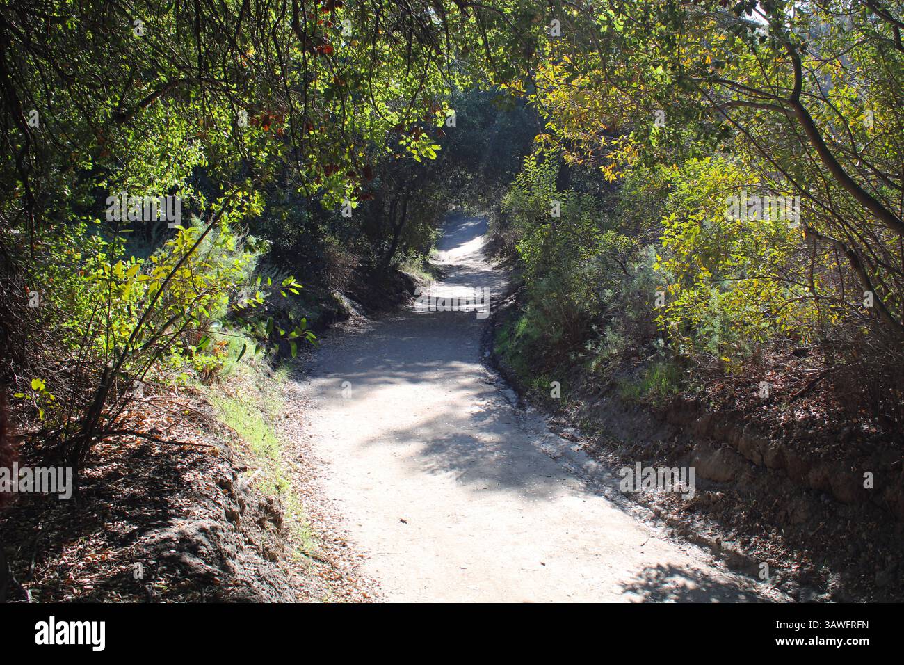 Tree lined trail lush hi-res stock photography and images - Alamy