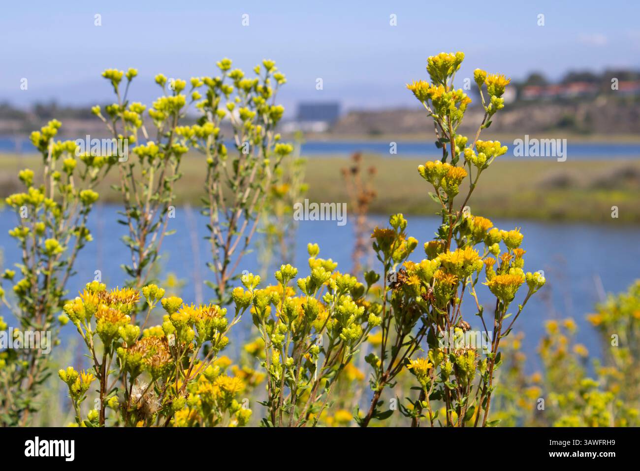 Seaside environment hi-res stock photography and images - Alamy