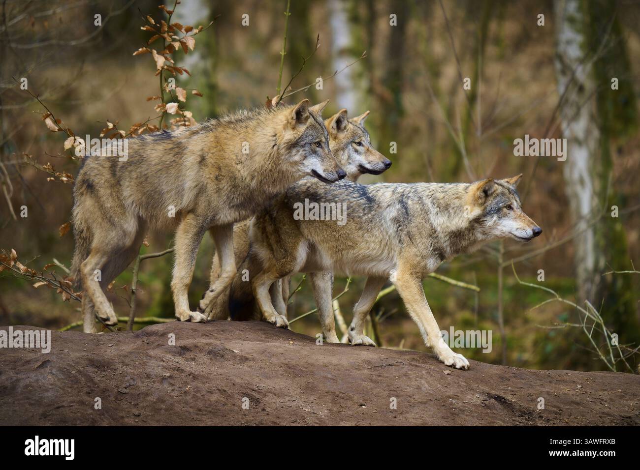 Wolf (Canis lupus), three wolves moving together in the forest in ...