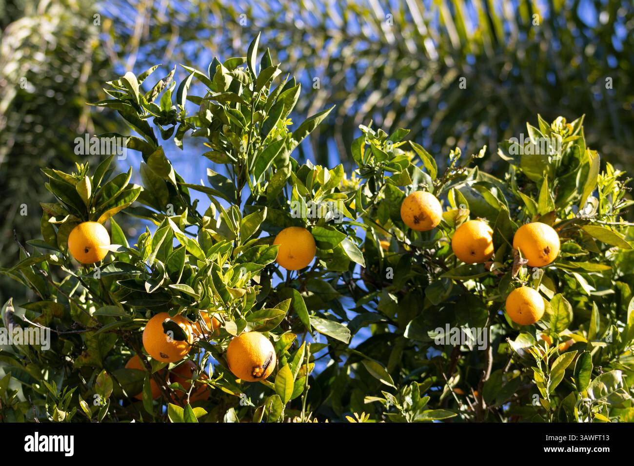yellow citrus lemon fruit growing on tree in summertime Stock Photo - Alamy