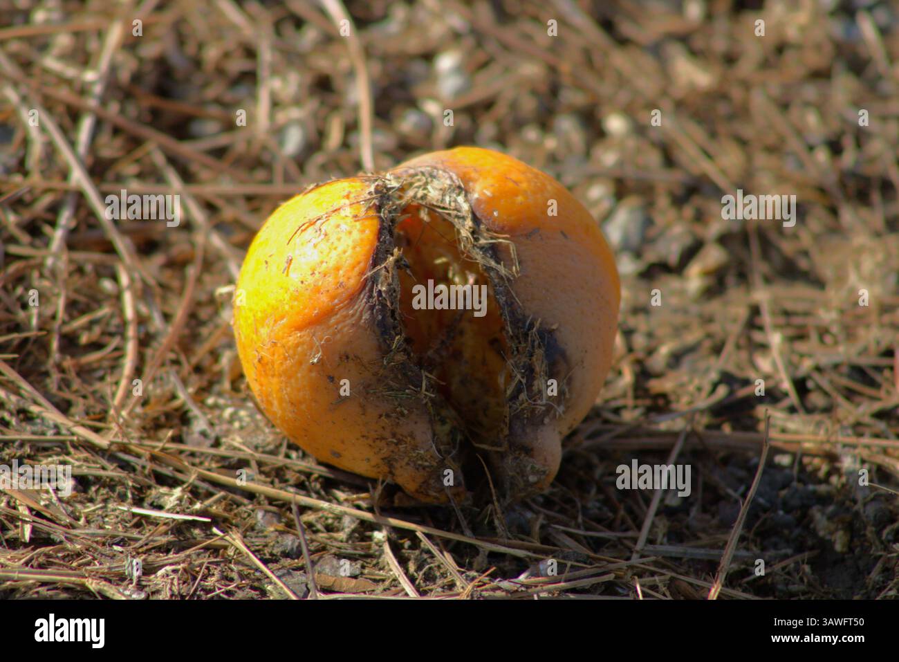 Ground level fruit rot hi-res stock photography and images - Alamy
