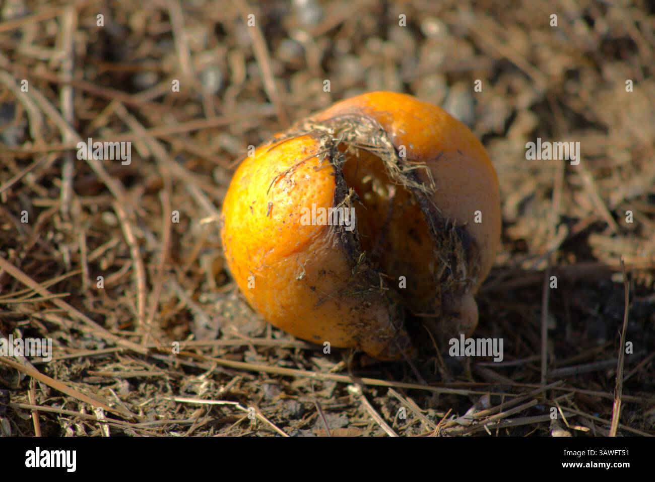 Rotted citrus fruit hi-res stock photography and images - Alamy
