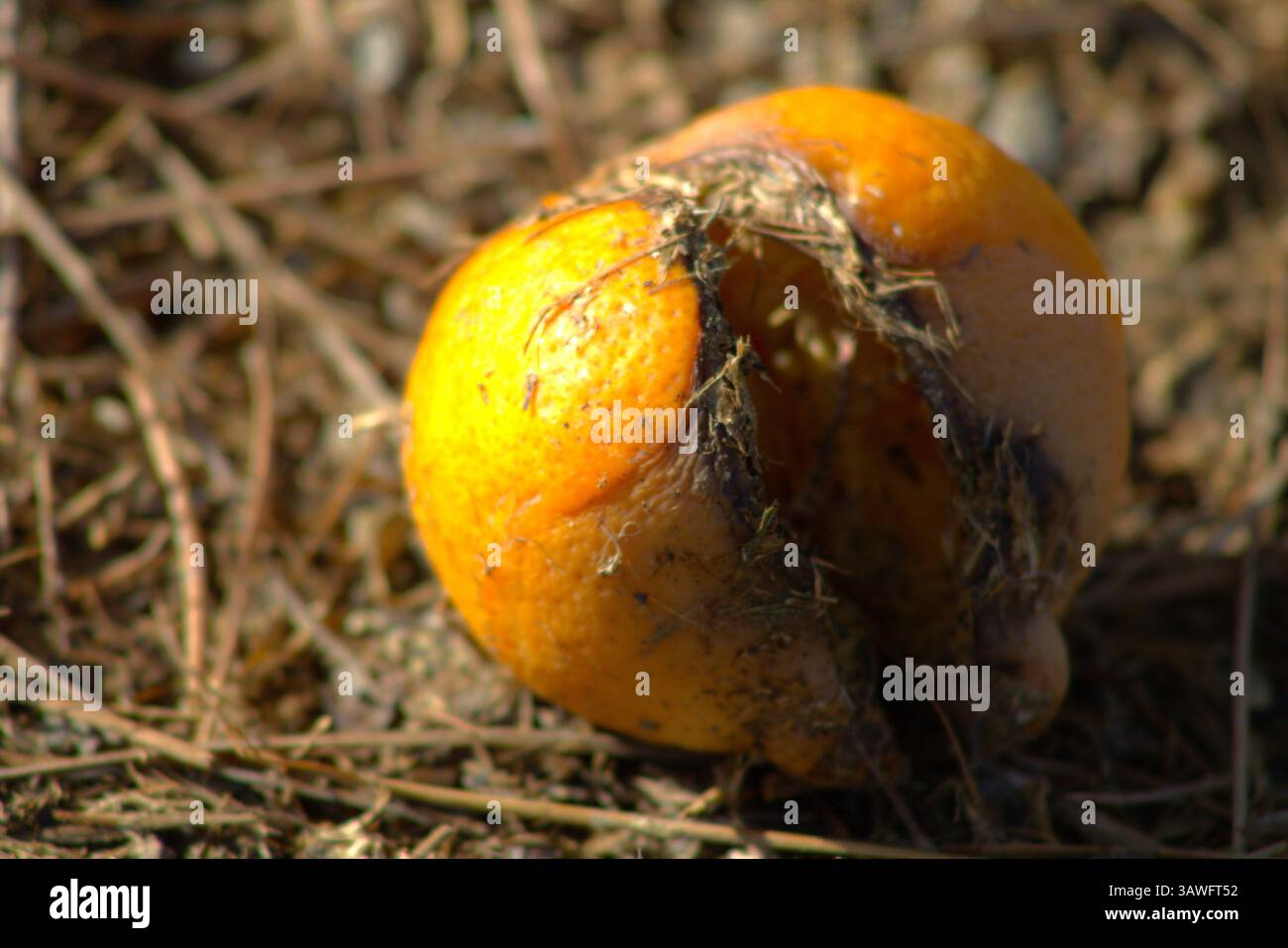 Ground level fruit rot hi-res stock photography and images - Alamy