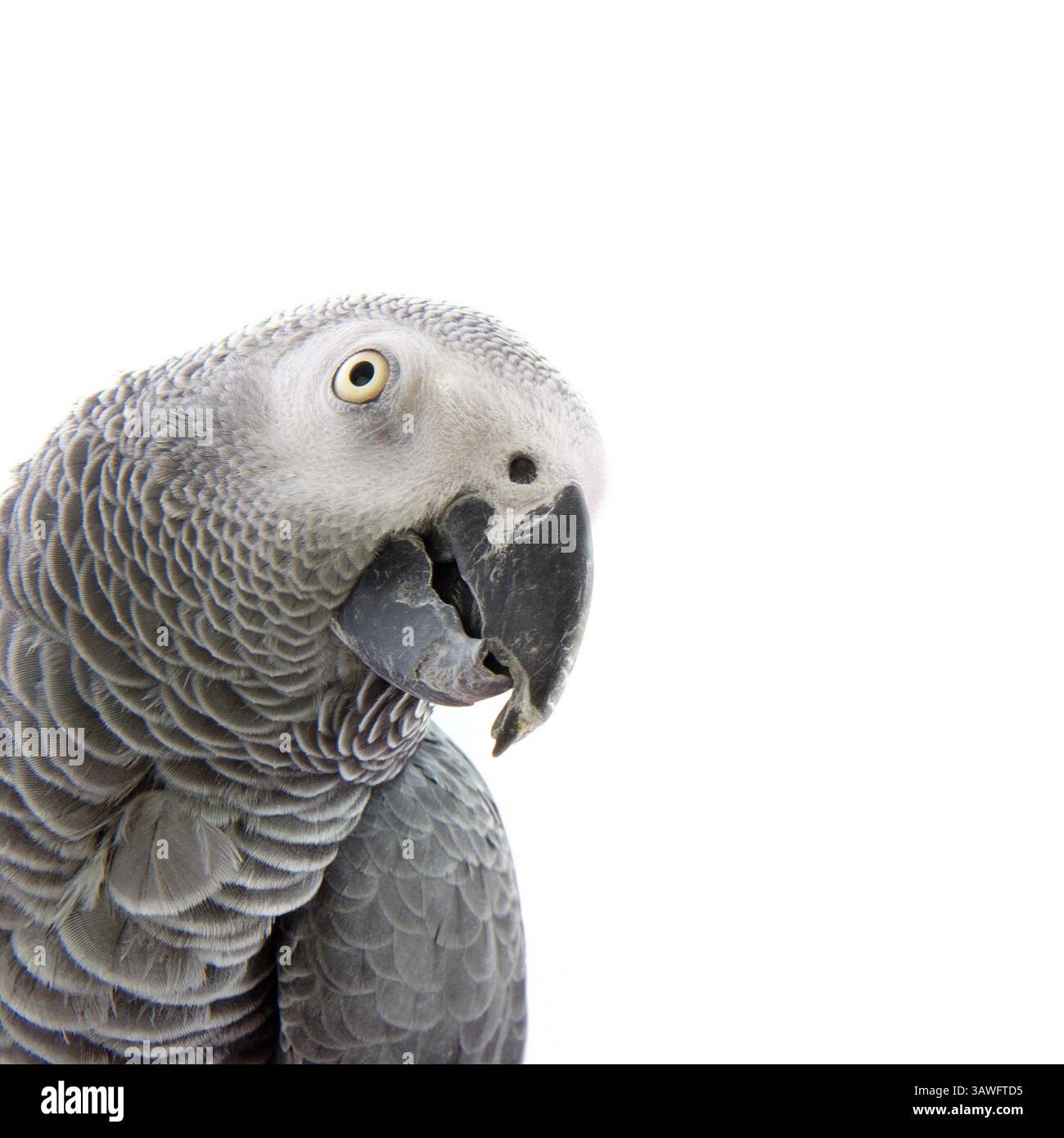 Red taled hi-res stock photography and images - Alamy