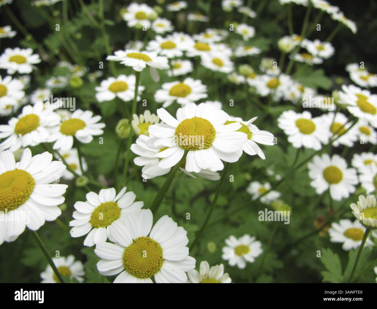 Flowerbed golden marguerite anthemis hi-res stock photography and images - Alamy