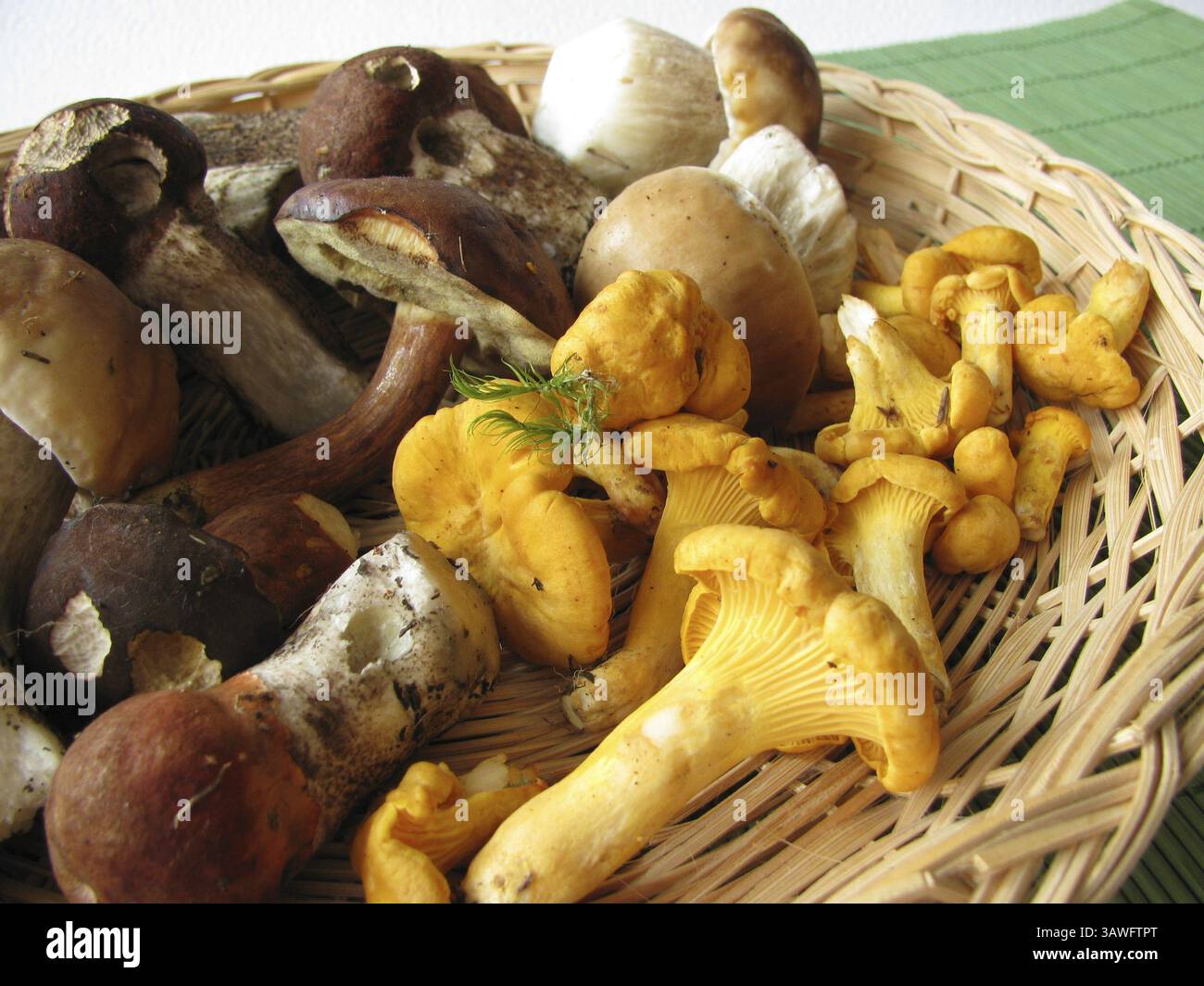 Forest harvest porcini mushrooms hi-res stock photography and images ...