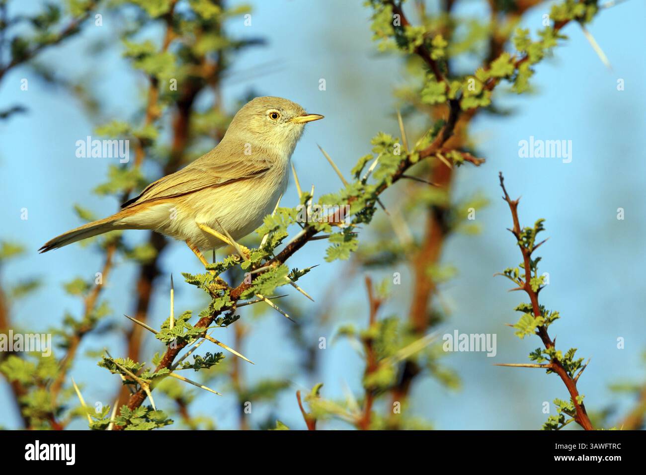 Desert warbler, (Sylvia nana deserti), animals, birds, biotope, habitat ...