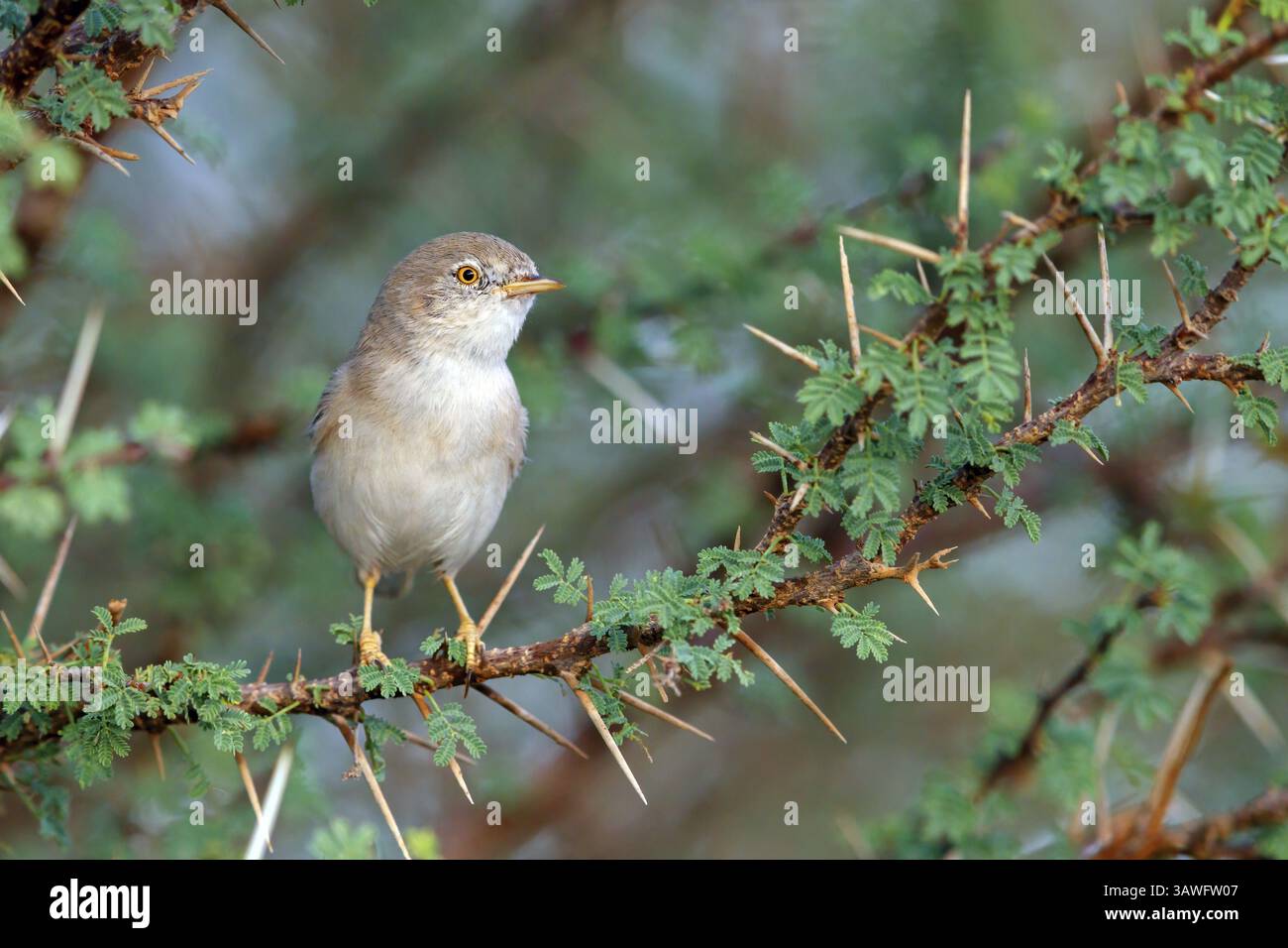 Desert warbler, (Sylvia nana deserti), animals, birds, biotope, habitat ...