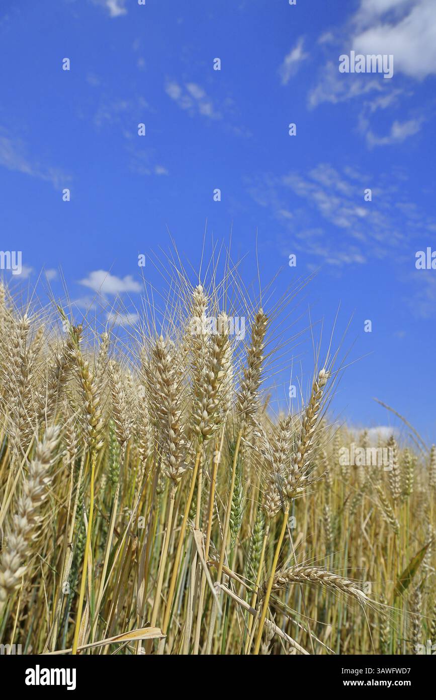 Field with triticale, a cross between wheat (Triticum) and rye (Secale ...
