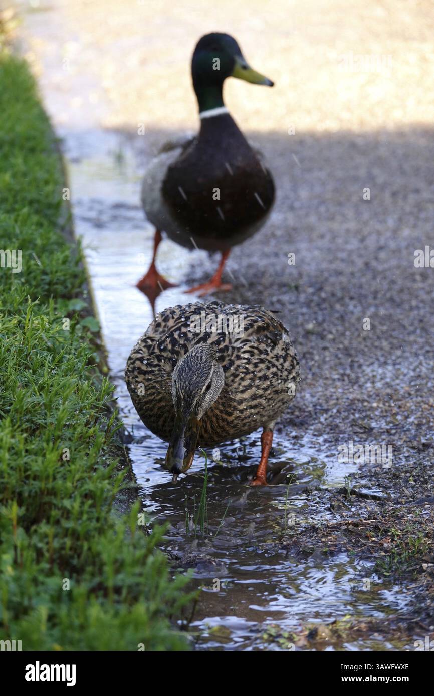 Two pairs male female ducks hi-res stock photography and images - Alamy