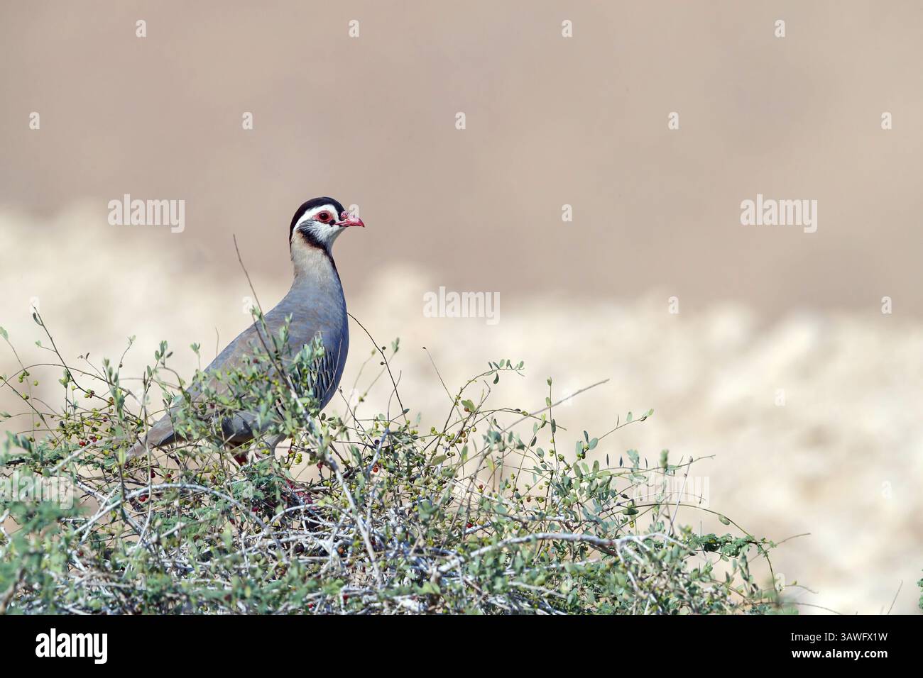 Black-headed Rock Partridge, (Alectoris melanocephala), Chicken ...