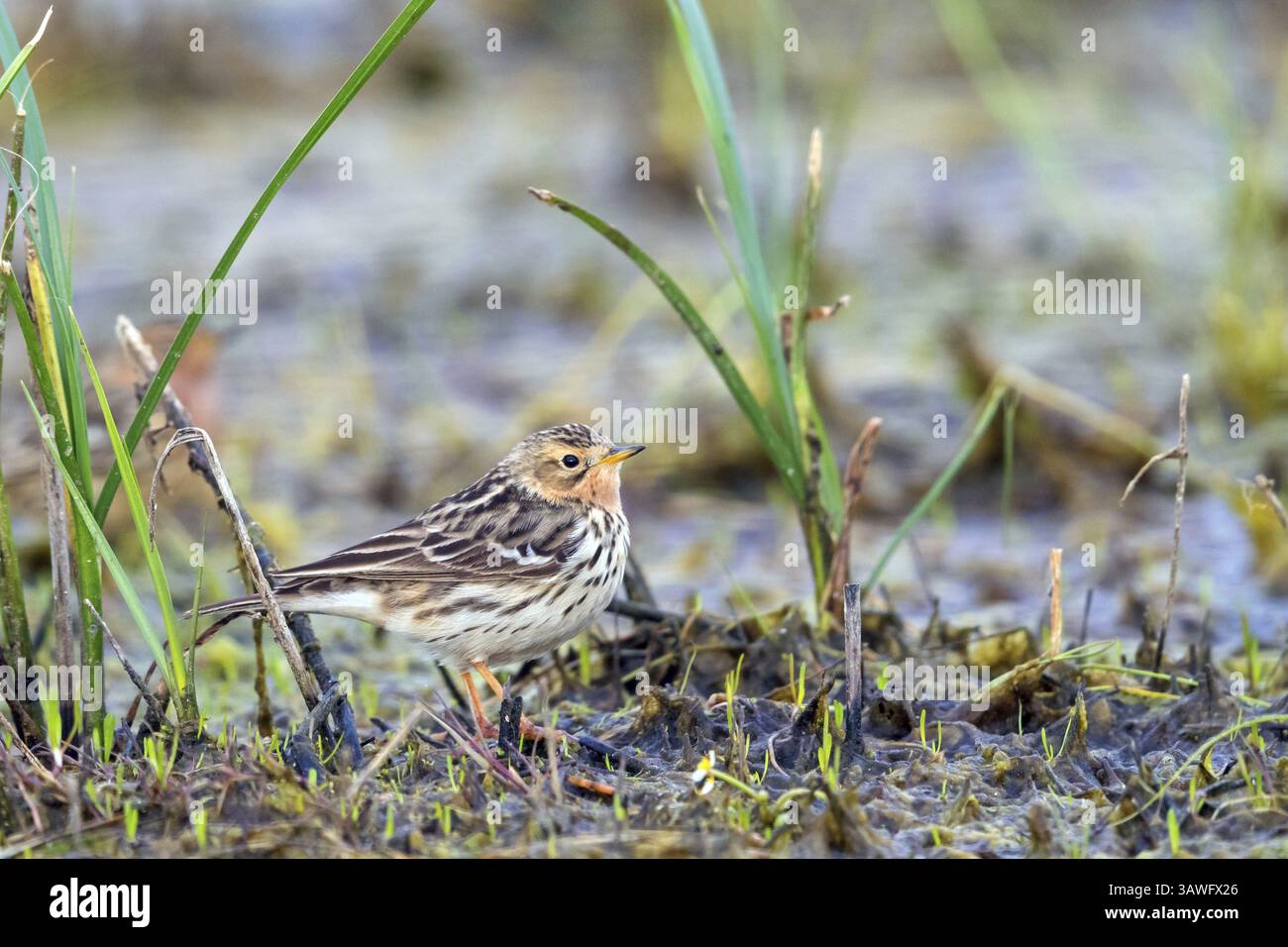 Red-throated pipit, (Anthus cervinus), animals, birds, biotope, habitat ...