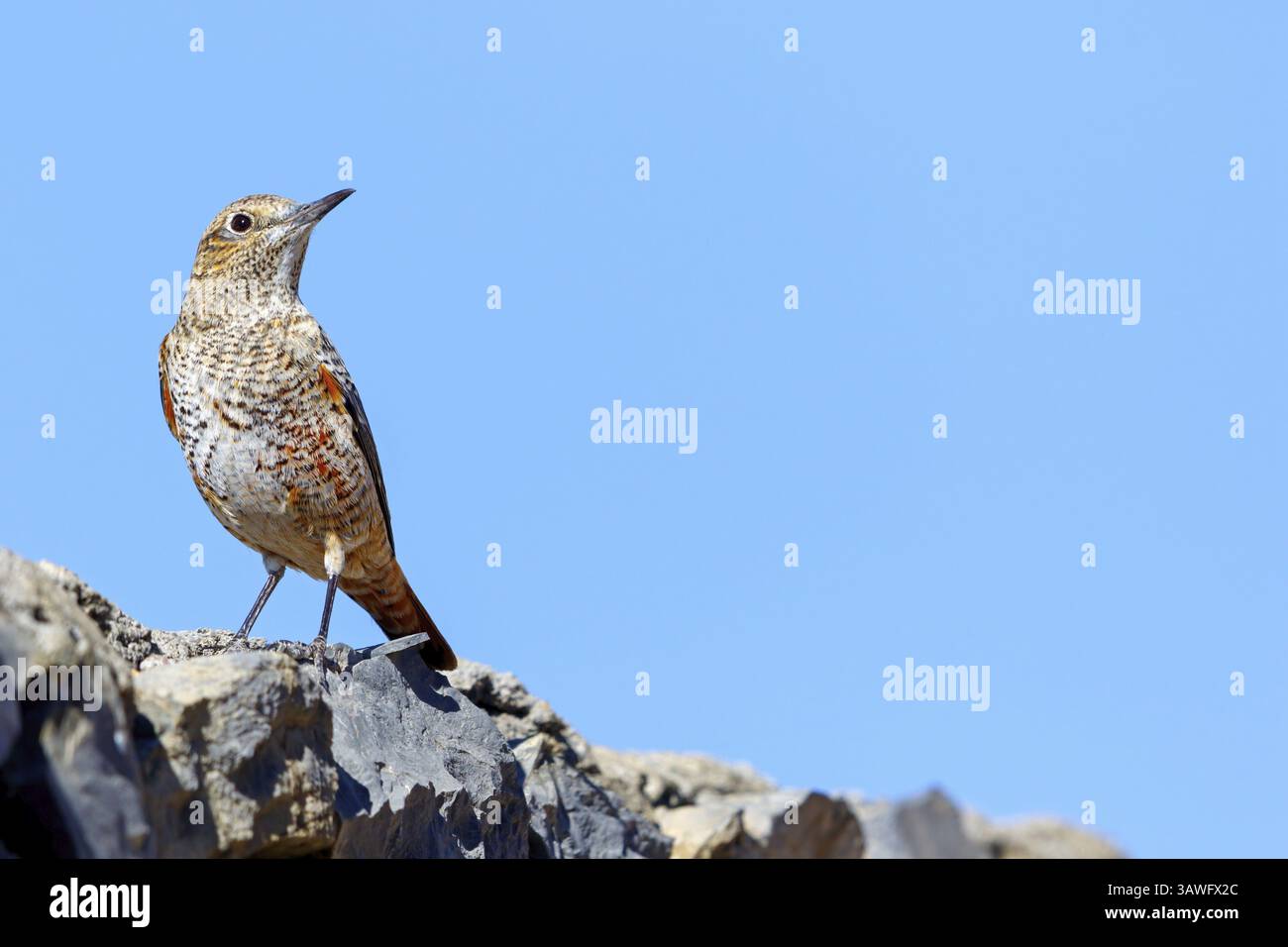 Akh bird hi-res stock photography and images - Alamy