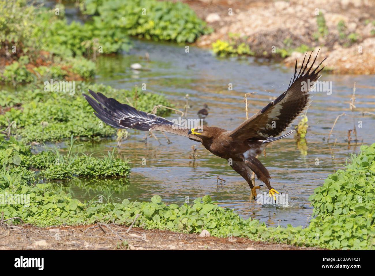 Steppe eagle, (Aquila nipalensis), animals, birds, family of true ...
