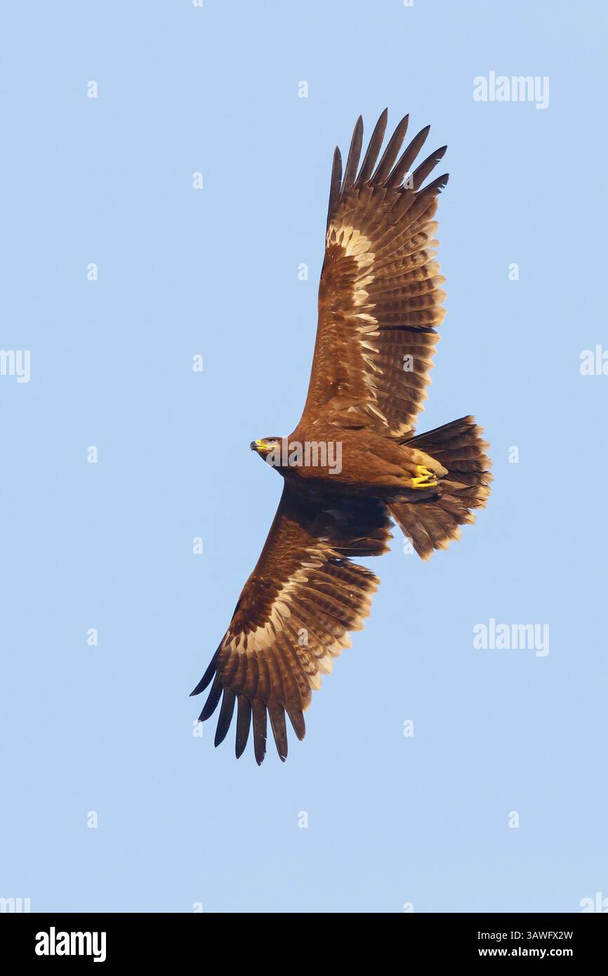 Steppe eagle, (Aquila nipalensis), animals, birds, family of true ...