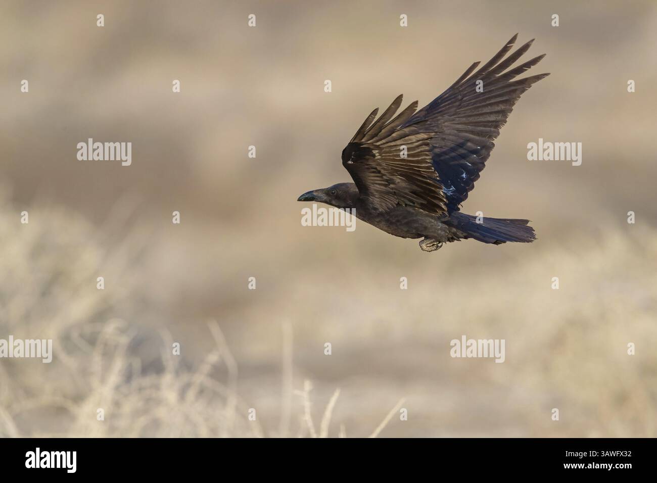 Desert Raven, (Corvus ruficollis), Animals, Birds, Aerial view, Middle ...