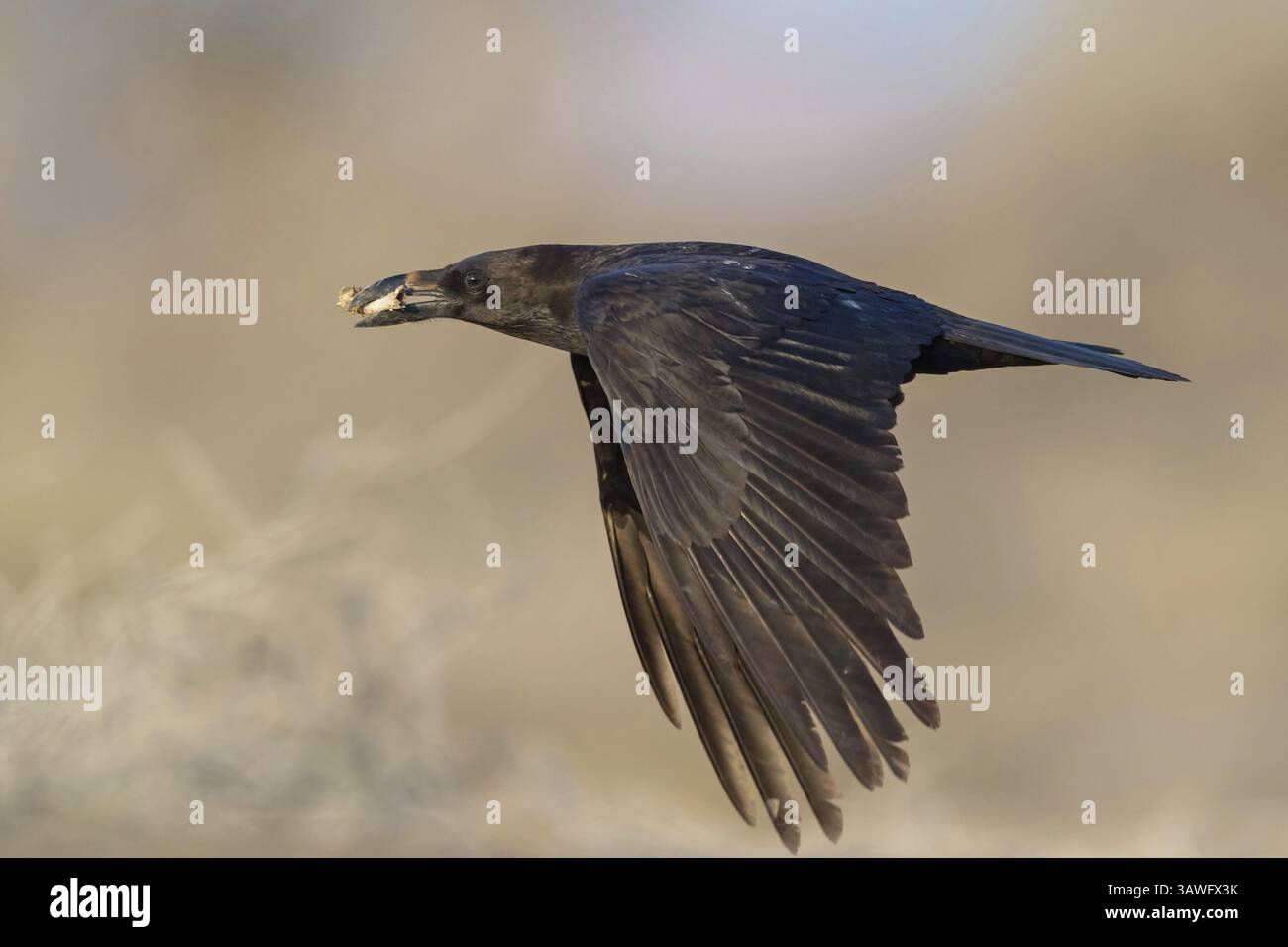 Desert Raven, (Corvus ruficollis), Animals, Birds, Aerial view, Middle ...