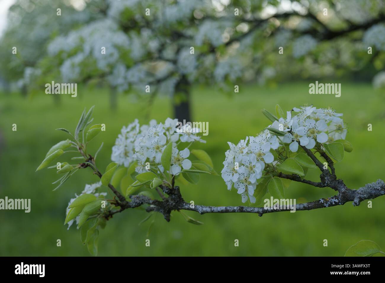 Flowering pear tree (Pyrus), pear, tree, fruit tree, fruit blossom ...