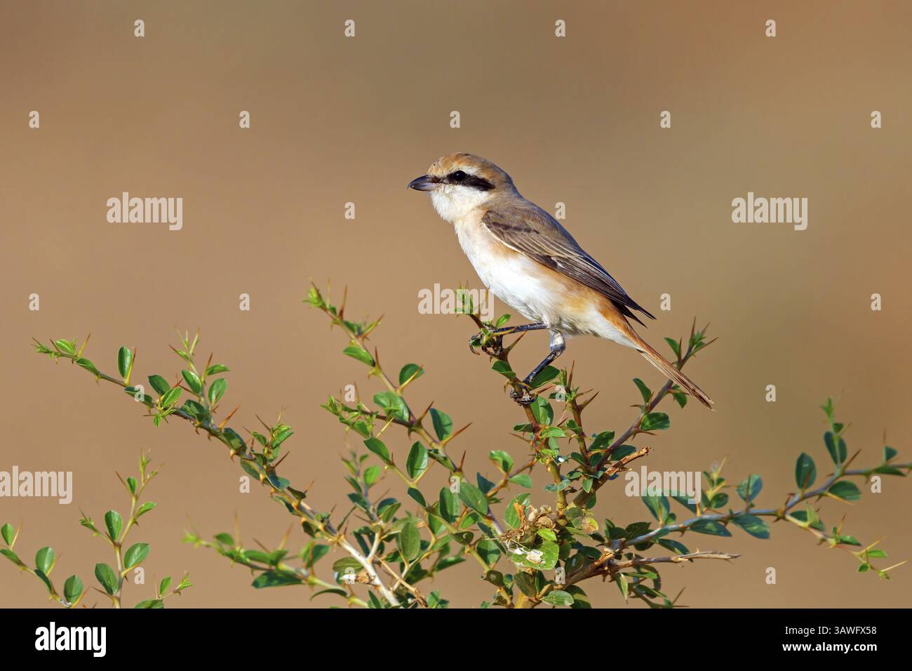 Red-tailed shrike, Turkestan shrike, Isabelline shrike subspecies ...