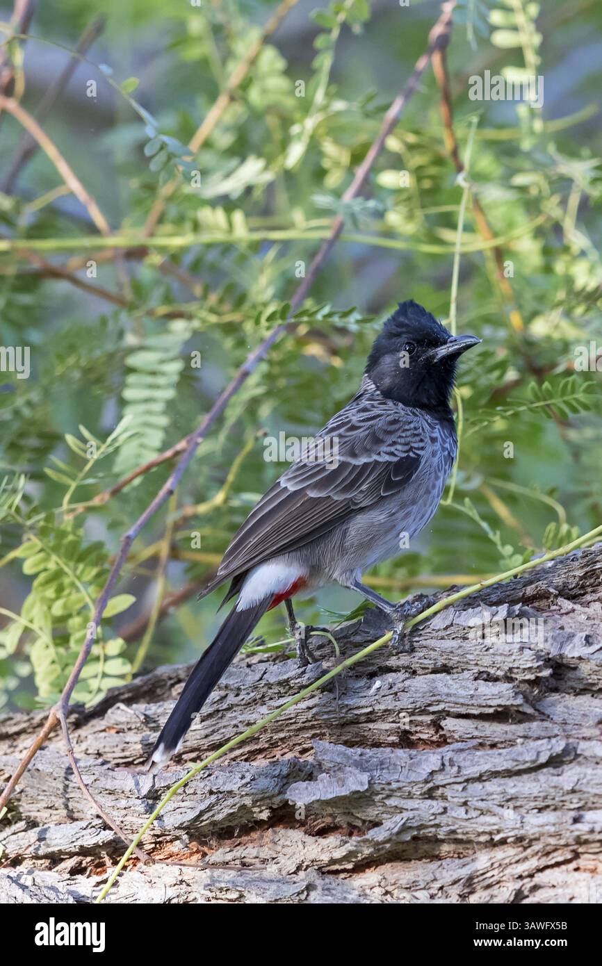 Sooty bulbul pycnonotus cafer hi-res stock photography and images - Alamy