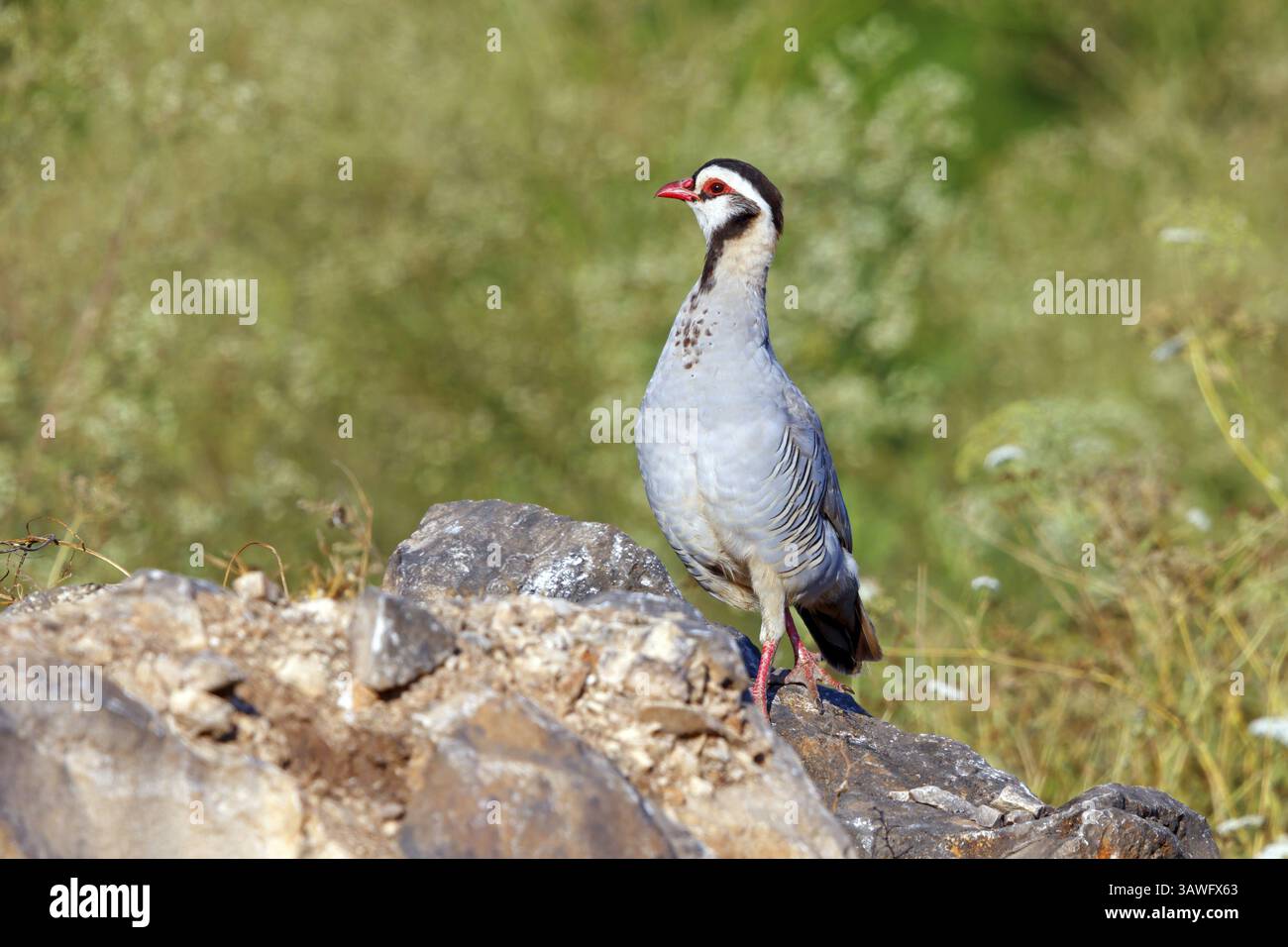 Black-headed Rock Partridge, (Alectoris melanocephala), Chicken ...
