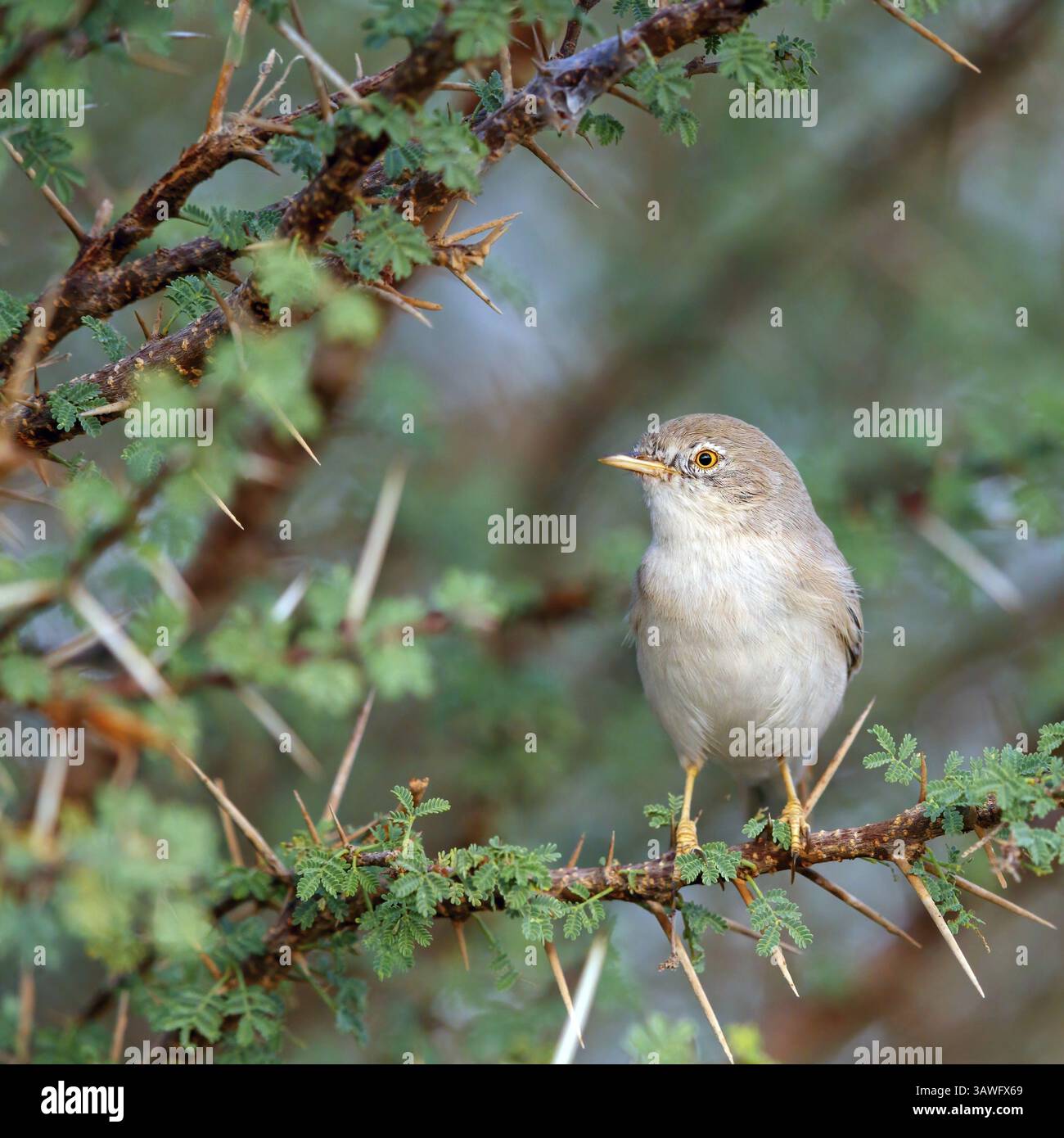 Desert warbler, (Sylvia nana deserti), animals, birds, biotope, habitat ...