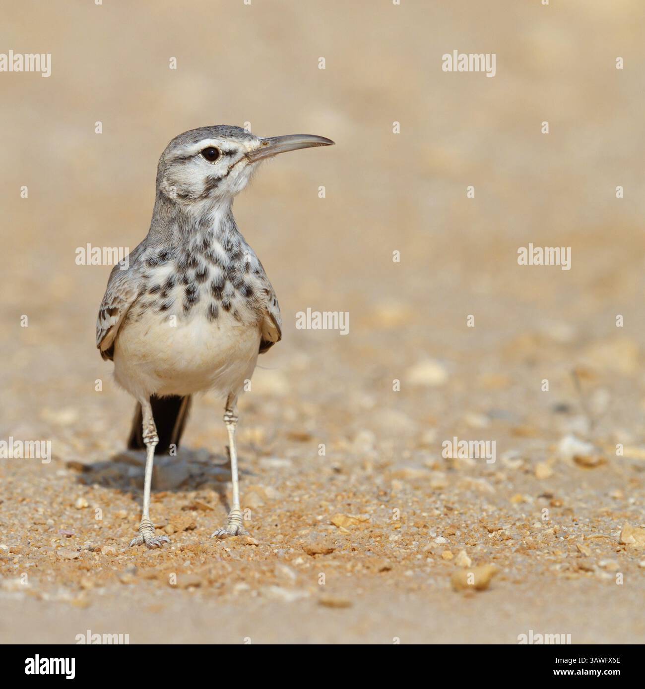 Desert Sandpiper Lark, (Alaemon alaudipes), animals, birds, lark family ...