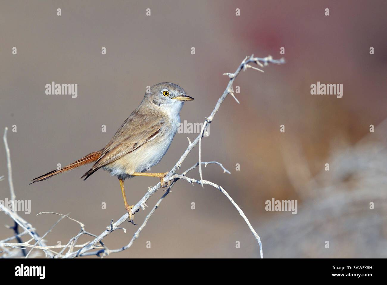 Desert warbler, (Sylvia nana deserti), animals, birds, biotope, habitat ...