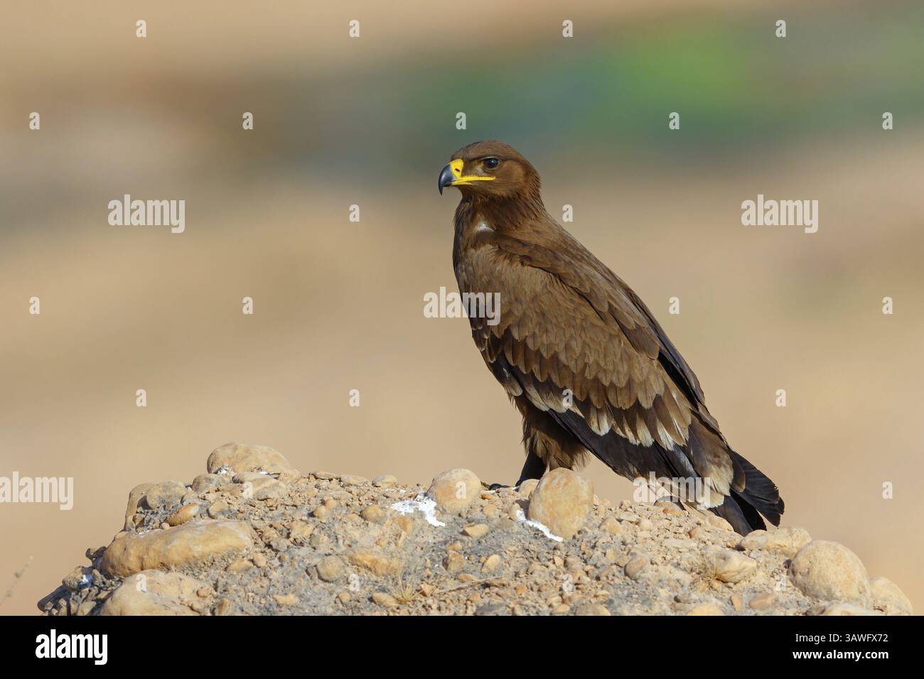 Steppe eagle, (Aquila nipalensis), animals, birds, family of true ...