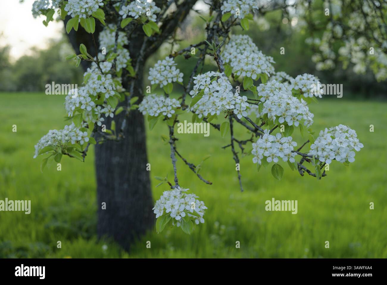 Flowering pear tree (Pyrus), pear, tree, fruit tree, fruit blossom ...