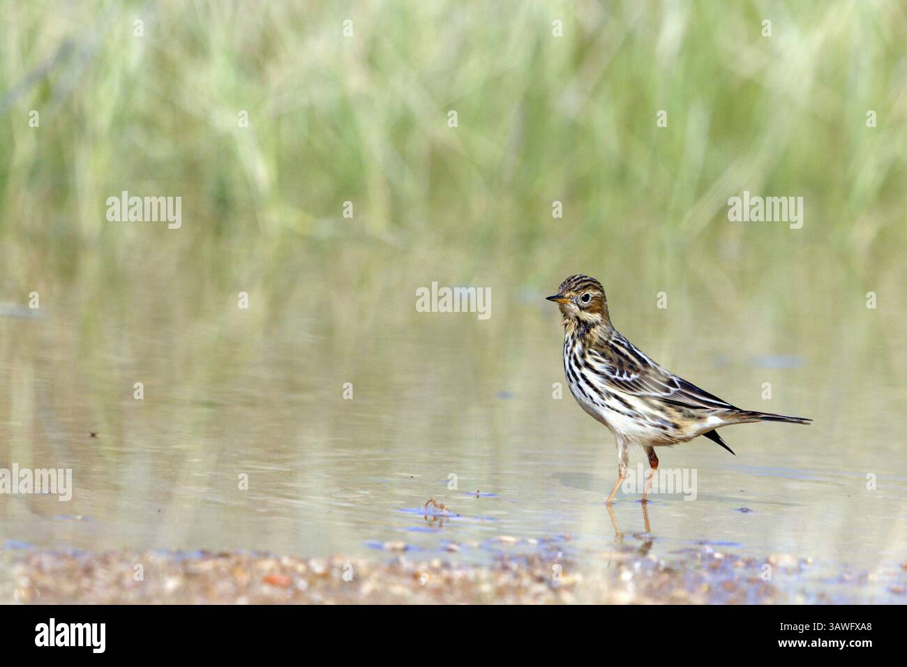 Red-throated pipit, (Anthus cervinus), animals, birds, biotope, habitat ...