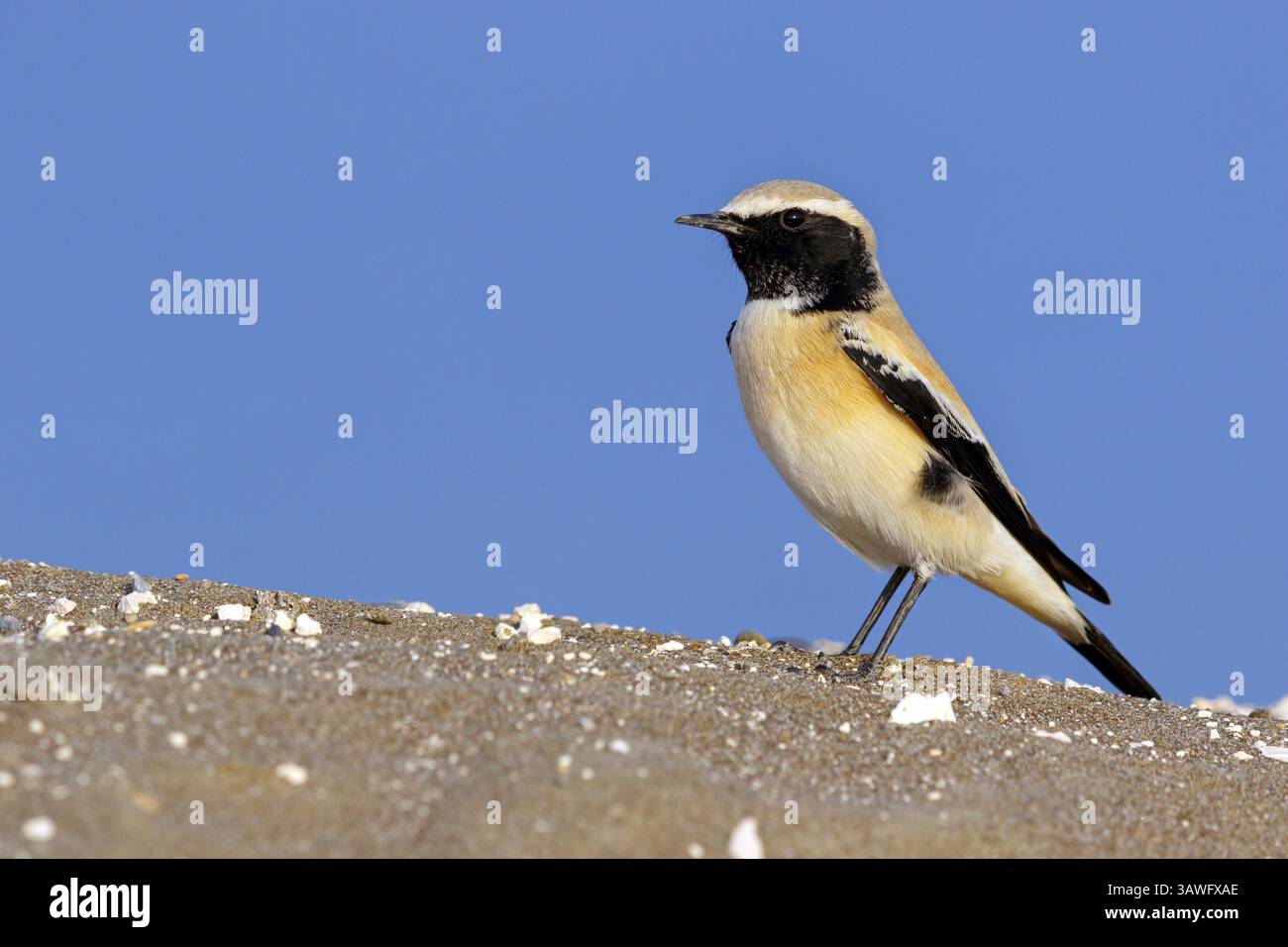 Desert Wheatear, (Oenanthe deserti), animals, birds, flycatcher family ...