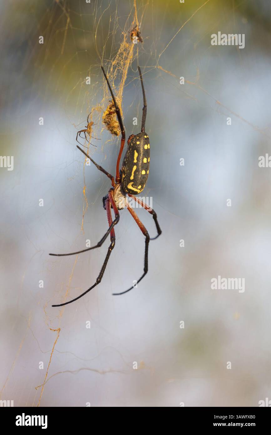 Spider, spiders, insect, insects, (Nephila sumptuosa), silk spider, web ...