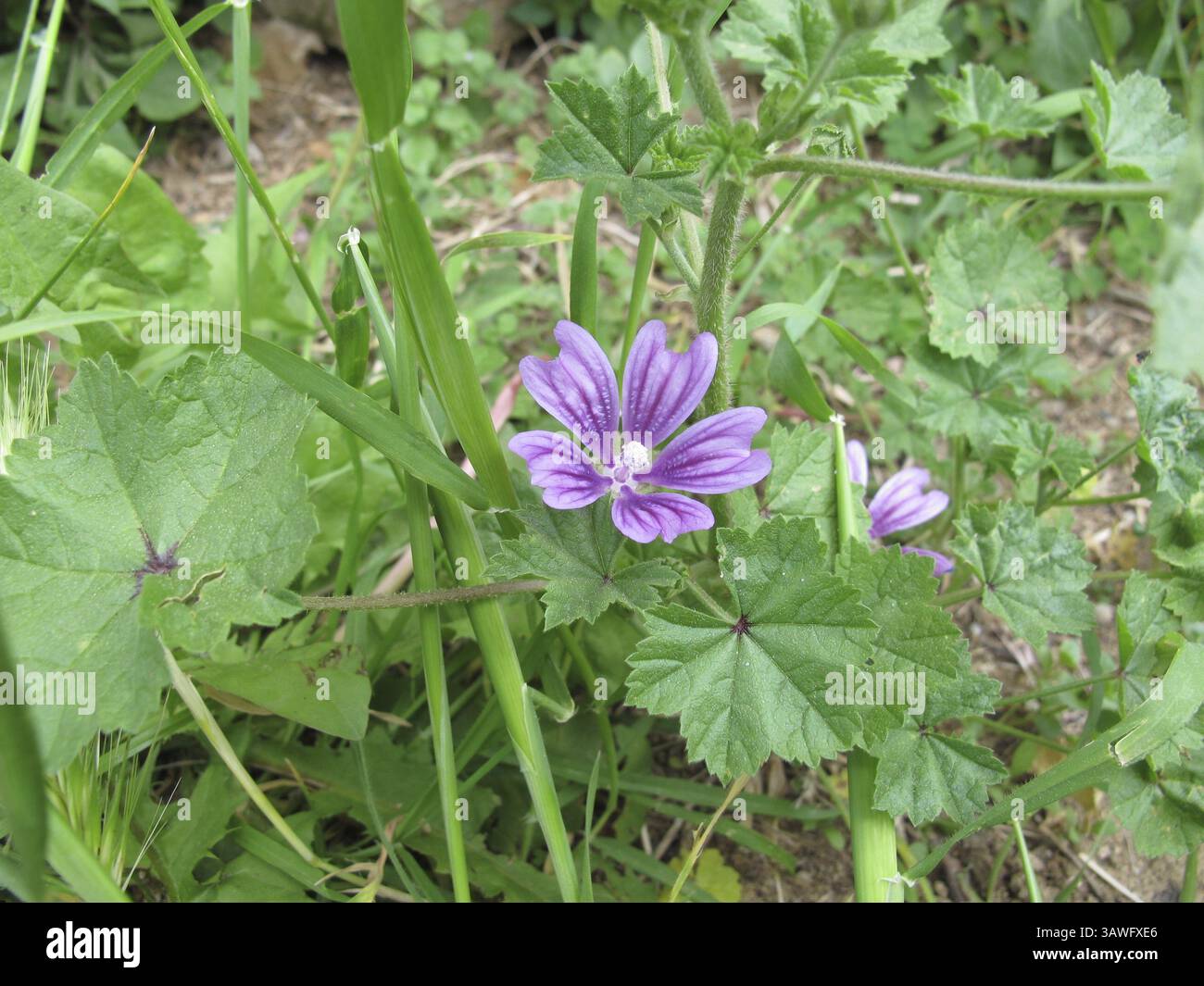 Common mallow, Malva sylvestris Stock Photo - Alamy