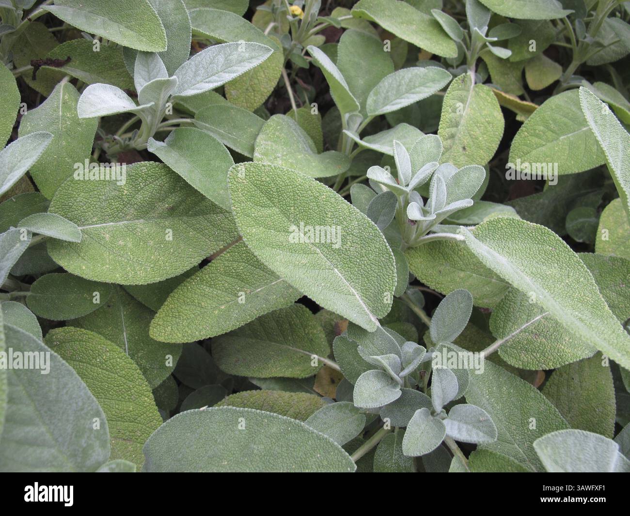 Common sage, Salvia officinalis Stock Photo - Alamy