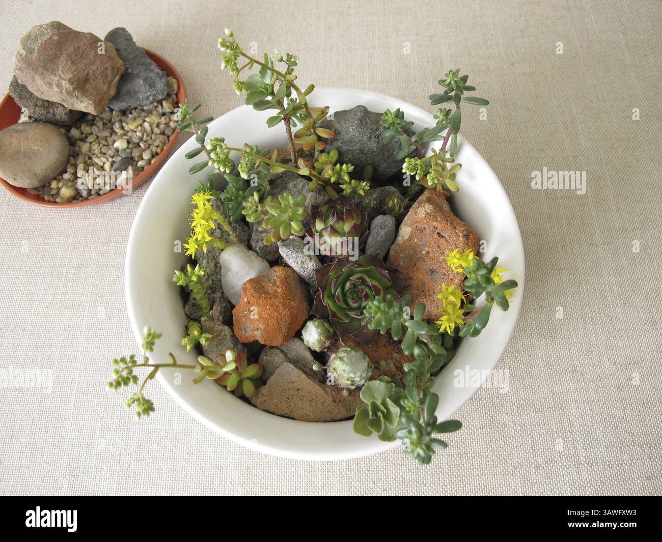 Small rock garden in a planter, flower pot with rock garden plants ...