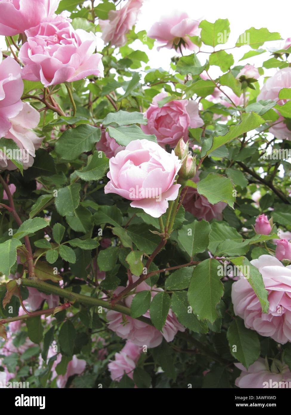 Climbing rose bush rose blooms hi-res stock photography and images - Alamy
