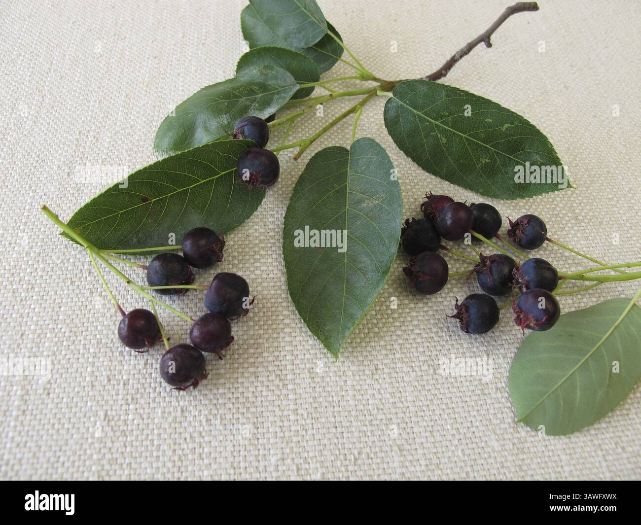 Chuckley pears hi-res stock photography and images - Alamy