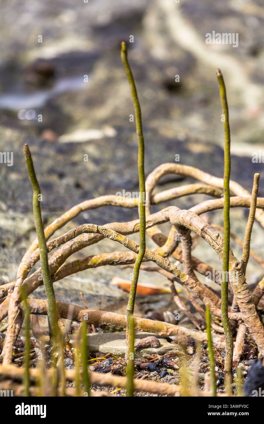 Tangled mangrove roots at Bakhawan EcoPark in Kalibo, Aklan showcase ...