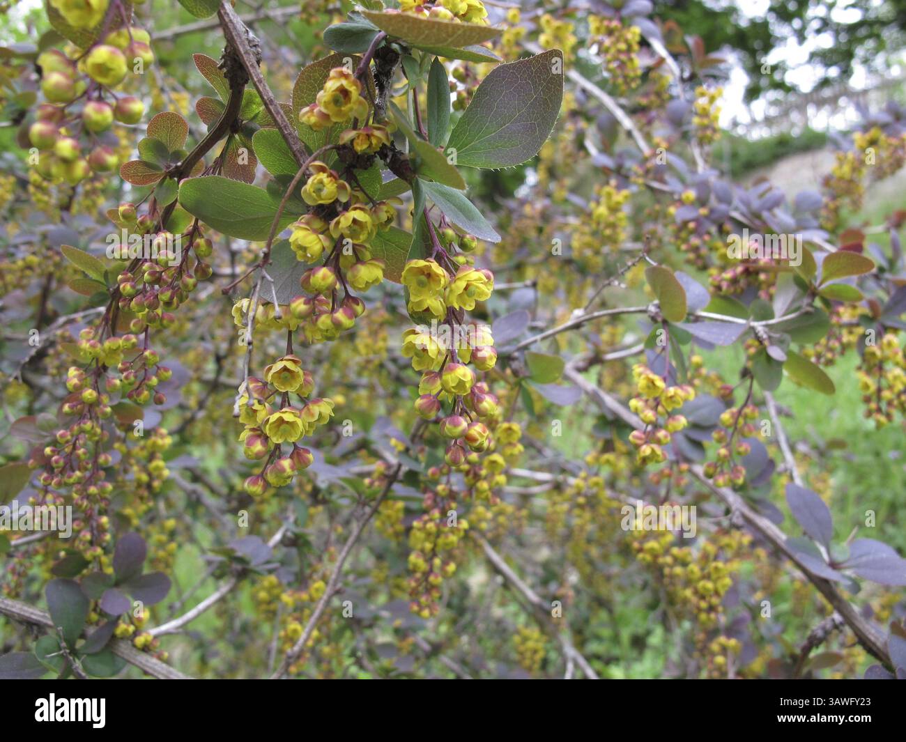 Common barberry berberis in hi-res stock photography and images - Alamy