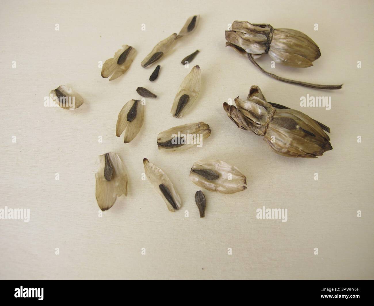 Dahlia seeds, dahlia flower seeds and faded flowers Stock Photo - Alamy